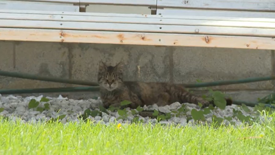 Feral cats stir up trouble in Youngstown neighborhood