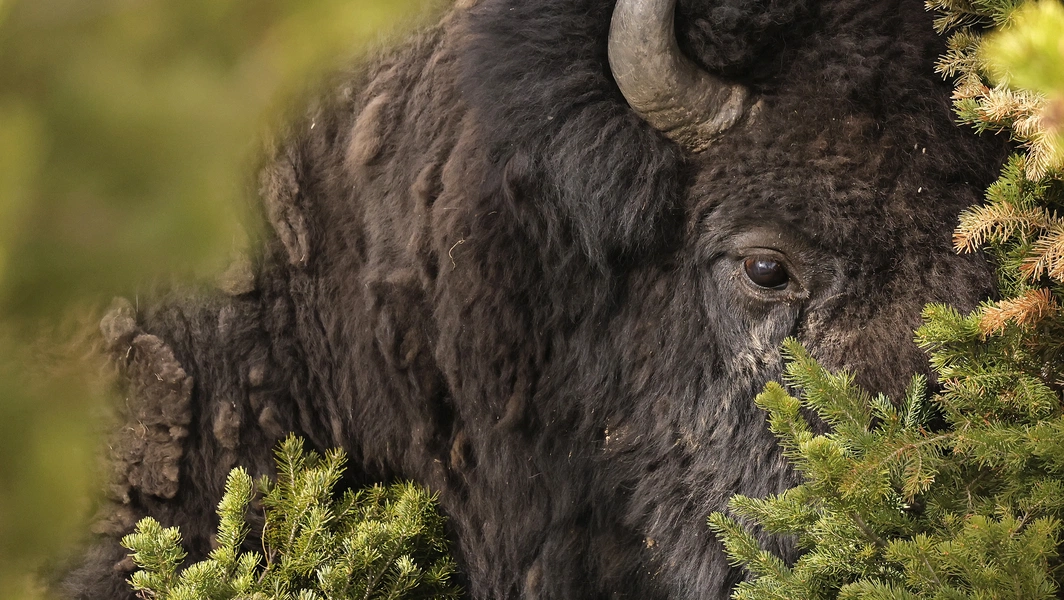 Montana's bison: Giants, history, and conservation