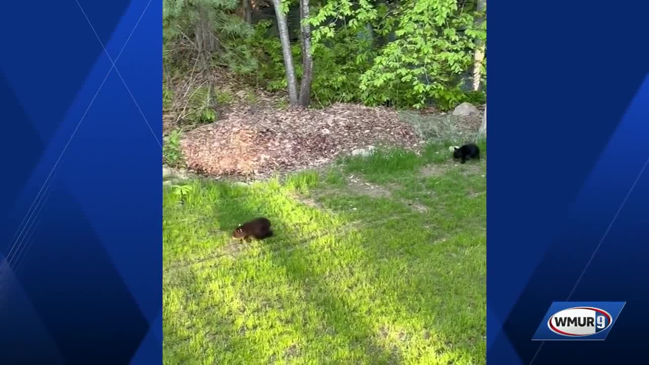 Good vibes: U Local users spotting backyard animals