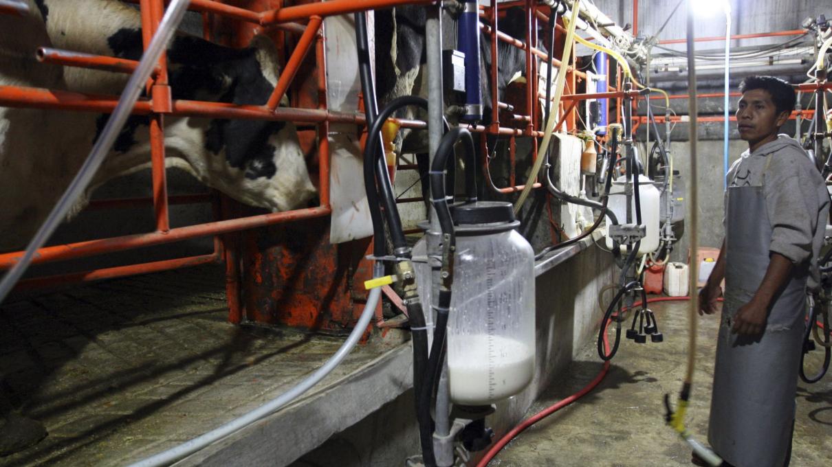 Día Mundial de la Leche; busca CNOG producir 15 mil millones de litros ...