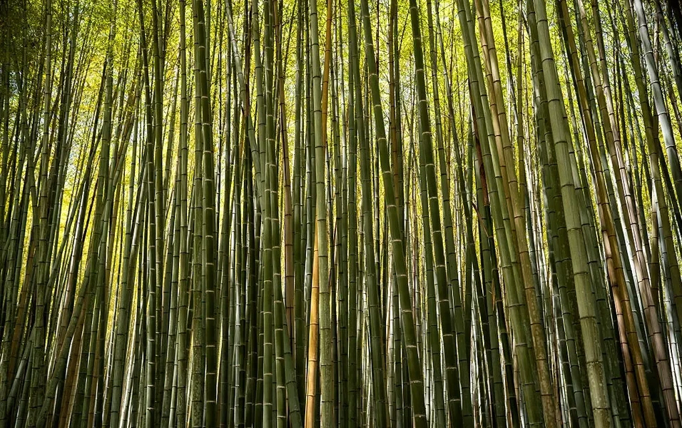 Bamboo care tips for happy, thriving plants