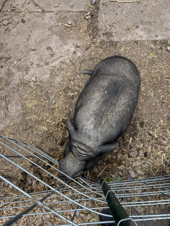 CSFD rescues pig that got tusk stuck in fence