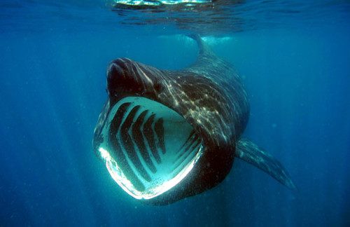 Basking shark spotted off San Diego looks like it belongs in a museum