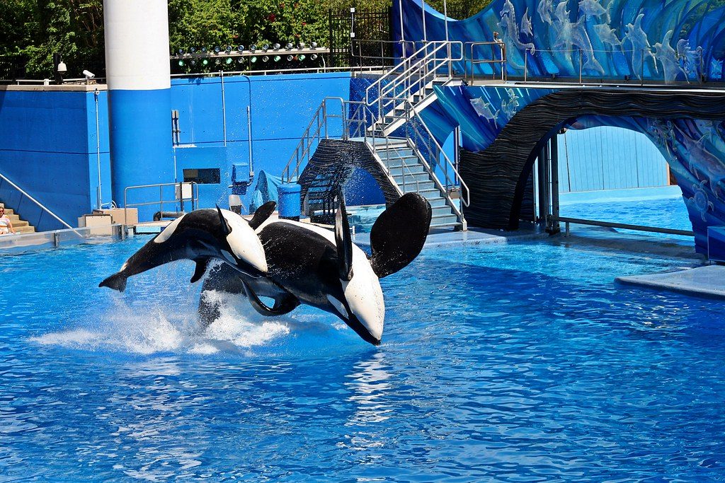 The orca grabbed her ponytail and what happened next shocked the crowd