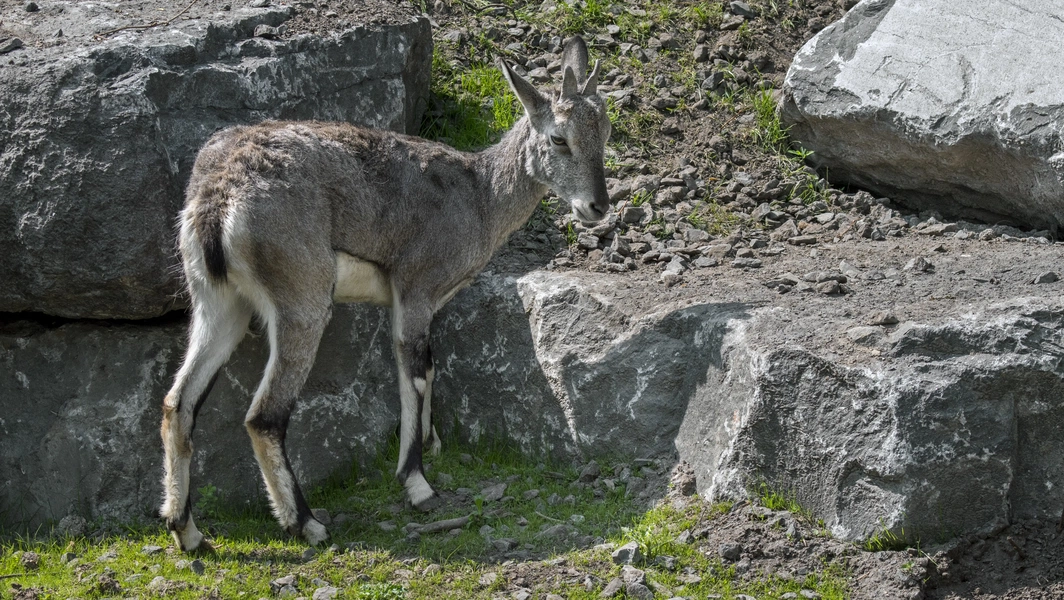 Why the Himalayan blue sheep matters for our planet