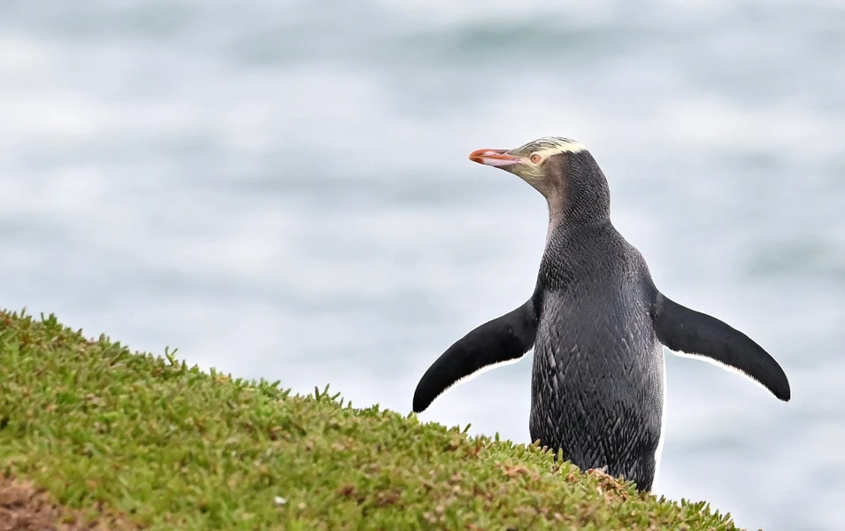 Penguins return to Little Dog Island after predator eradication