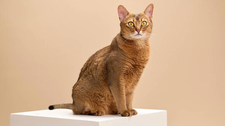 Abyssinian cat looks just like a tiny red squirrel