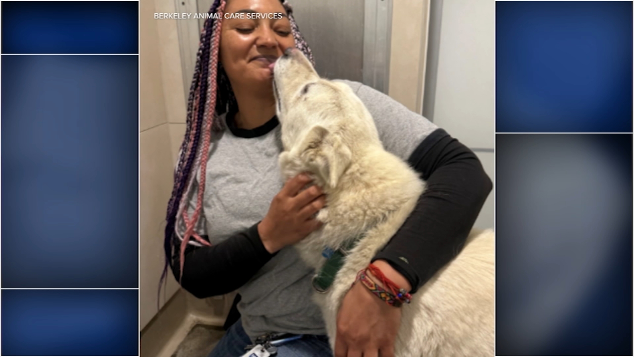 Bay Area shelters retrieve dogs from NorCal rescue accused of shooting ...