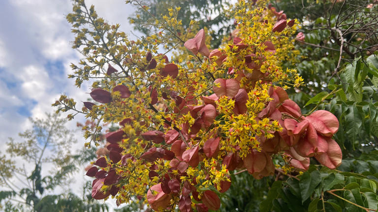 Don't fall for its beauty: the yellow flowering tree you don't want in ...