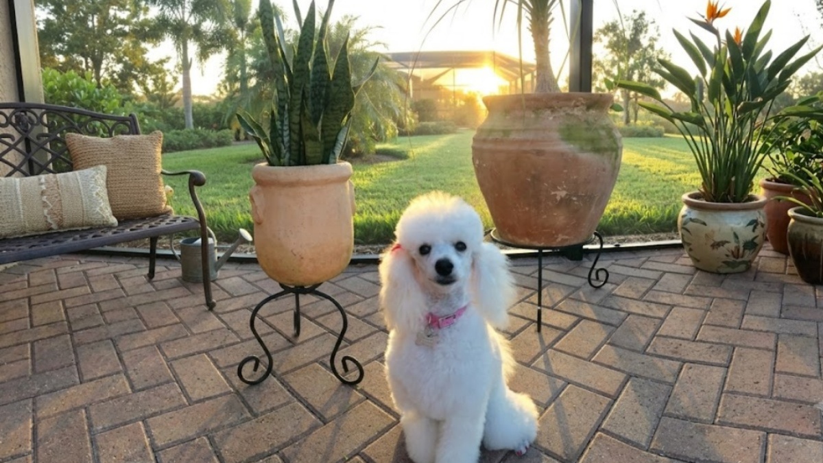 The American Kennel Club highlights these as the smartest dog breeds