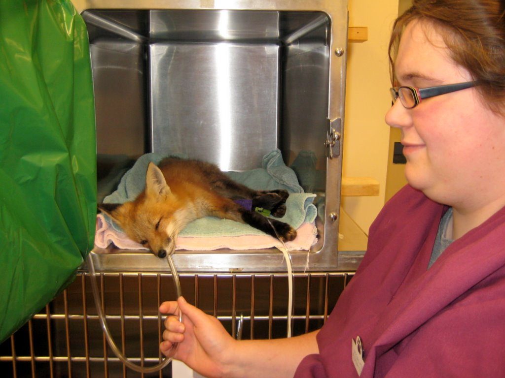 The story of a rescued baby fox and an unexpected friendship