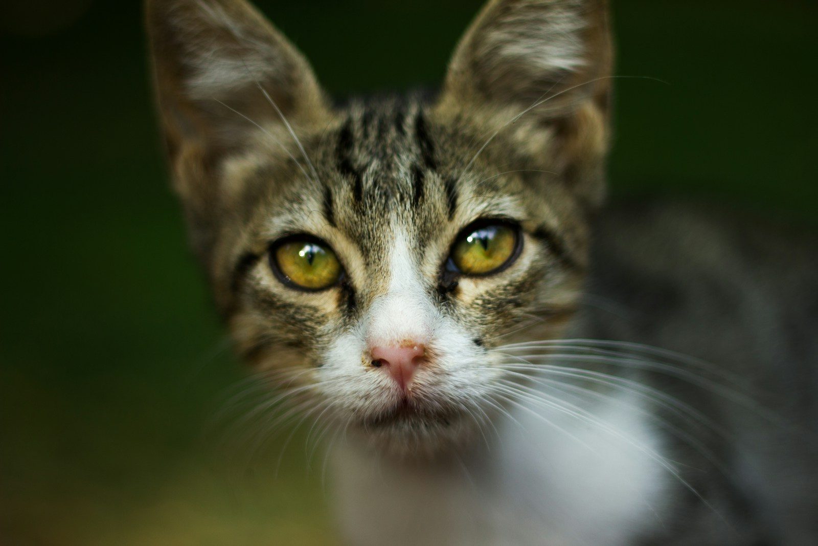 Why this special needs kitten refused to live a quiet life