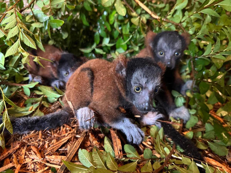 Wild Adventures Zoo celebrates birth of 3 endangered lemur triplets ...