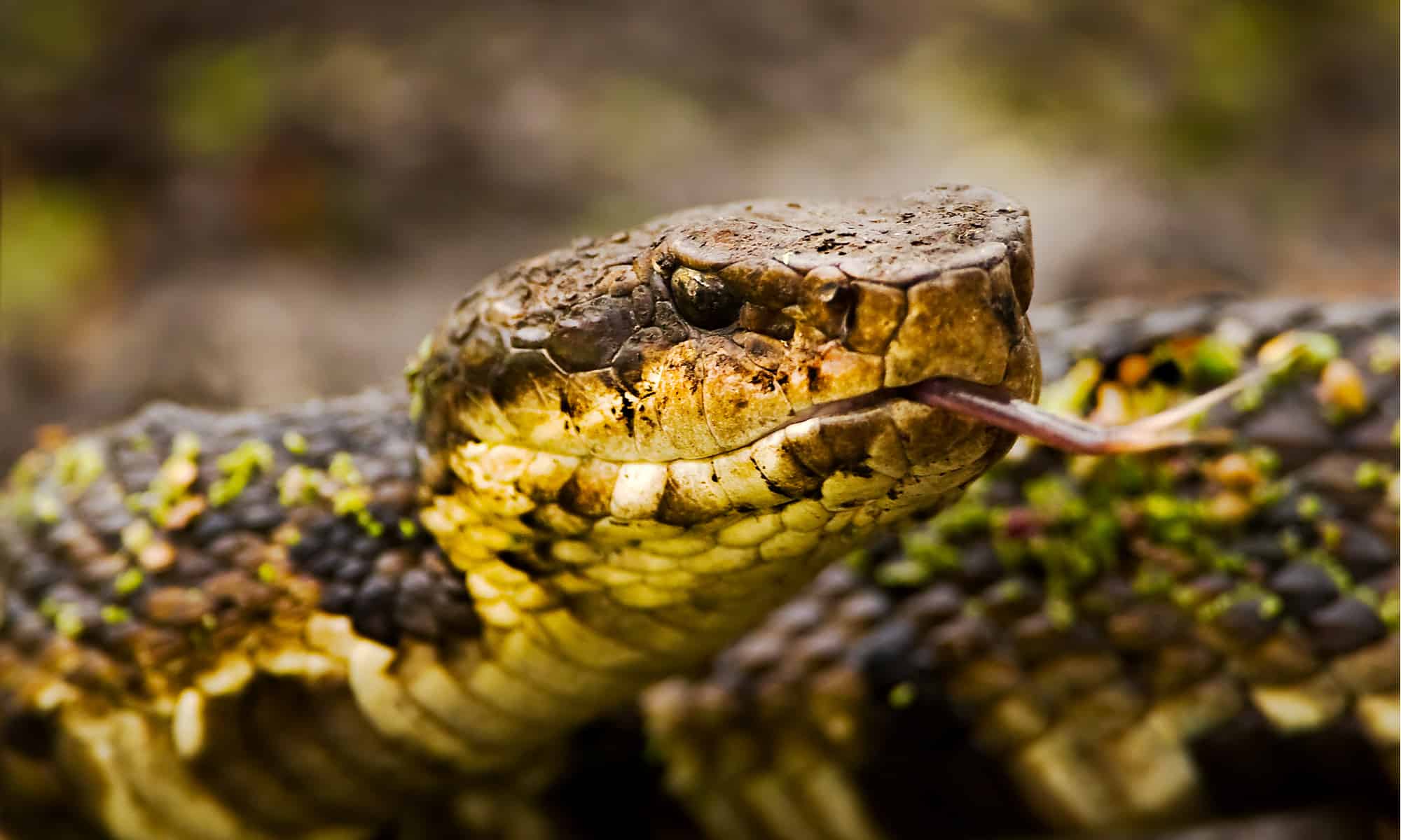 This venomous snake survives at heights most animals can’t handle
