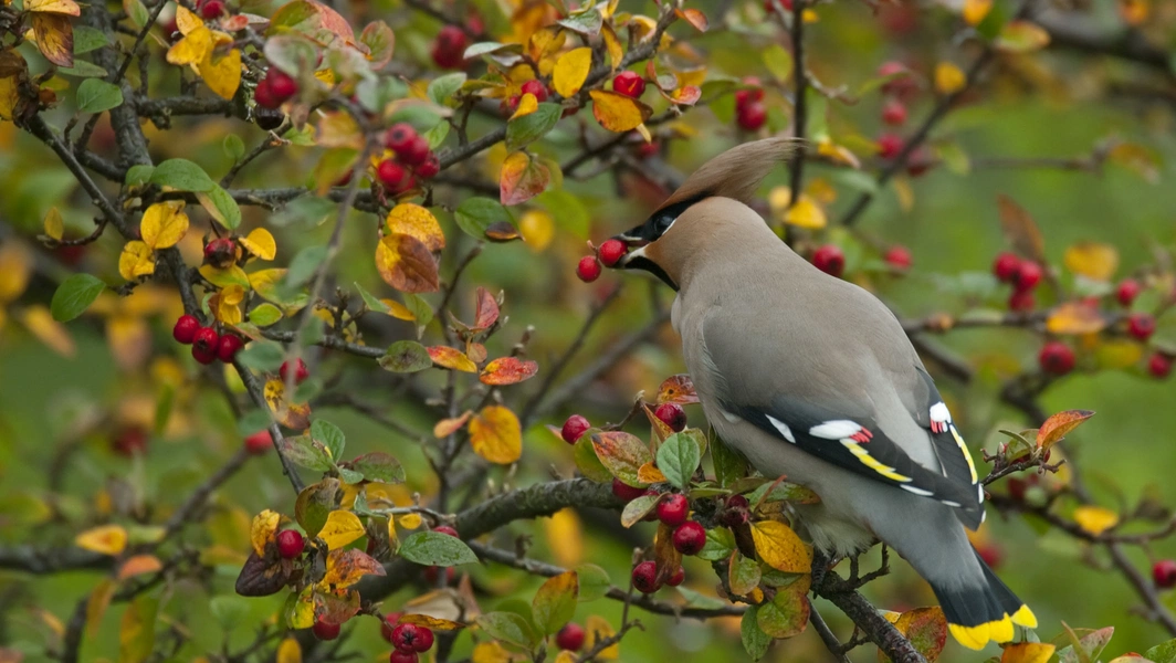8 stunning birds found across the United States