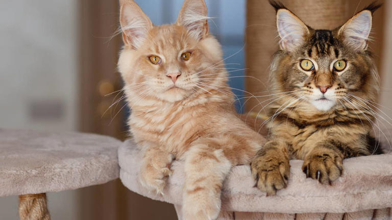 Mama Maine coon cat's welcome snuggles for her kittens are pure joy