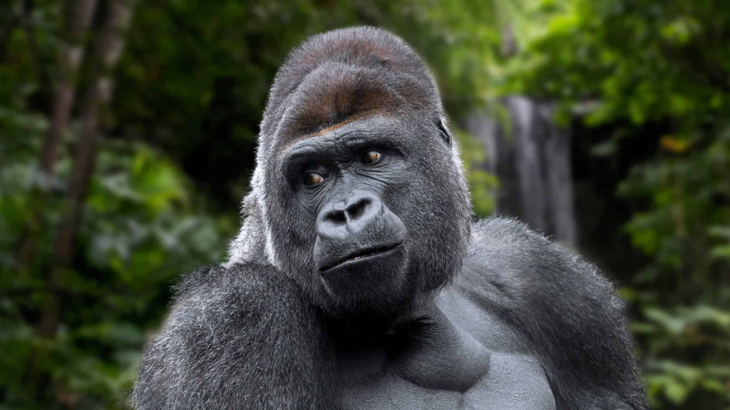 20 gorilla facts that reveal just how smart and powerful these apes ...