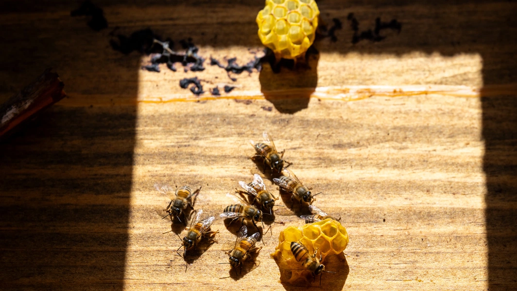 Heatwaves found to slash bee fertility, raising food supply risks