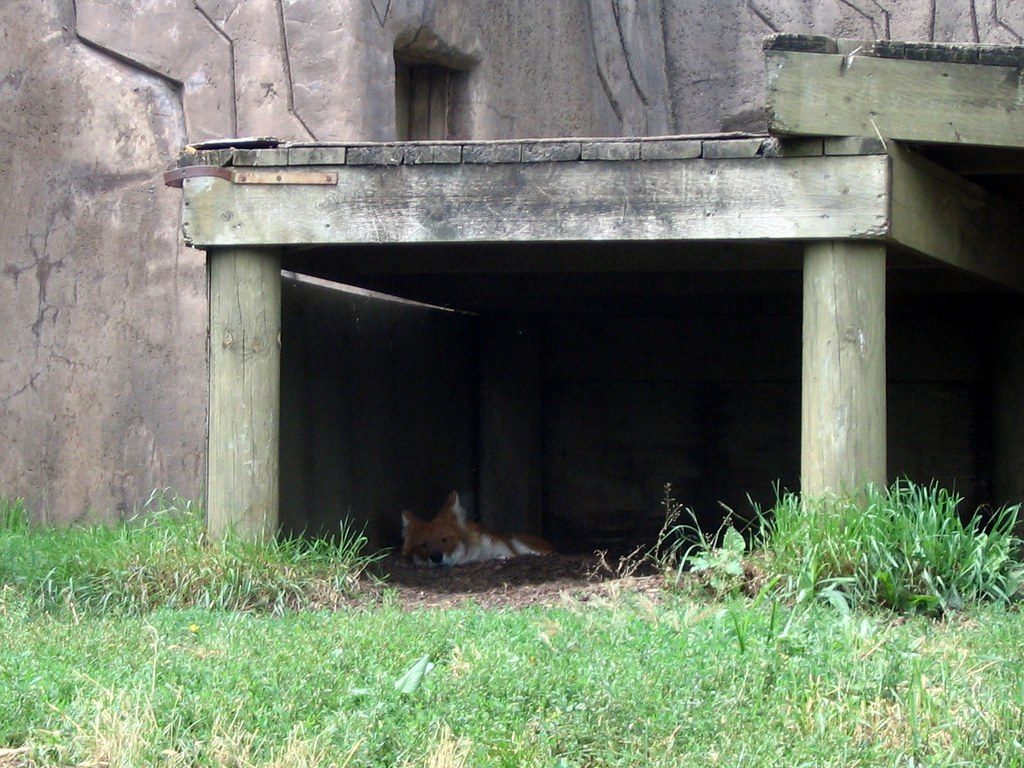 The story of a rescued baby fox and an unexpected friendship