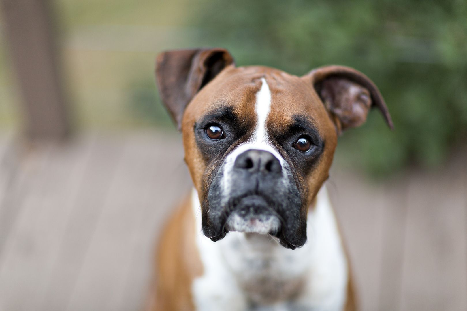 High energy dog breeds that are perfect for active pet parents