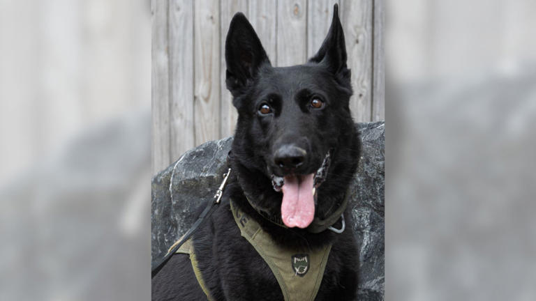 'Knight’s legacy will live on': Chesterfield police remember K-9 killed ...