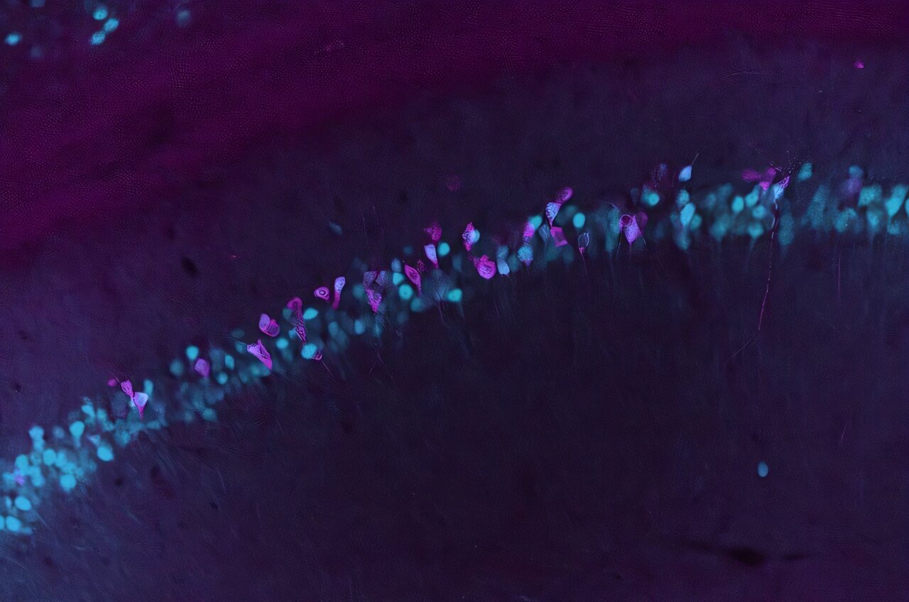 Living brain gene activity revealed noninvasively through programmable ...