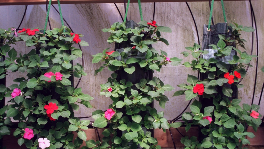 15 flowers perfect for container gardening