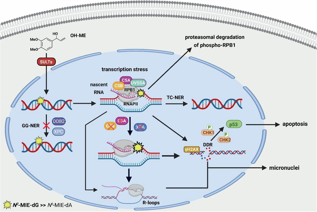 Basil and fennel compound may build up dangerous DNA damage in ...