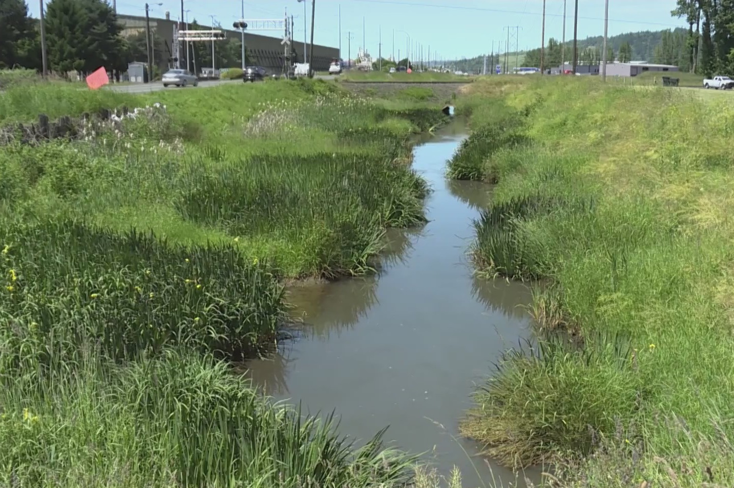 Why Longview’s drinking water remains safe despite thousands of dead ...