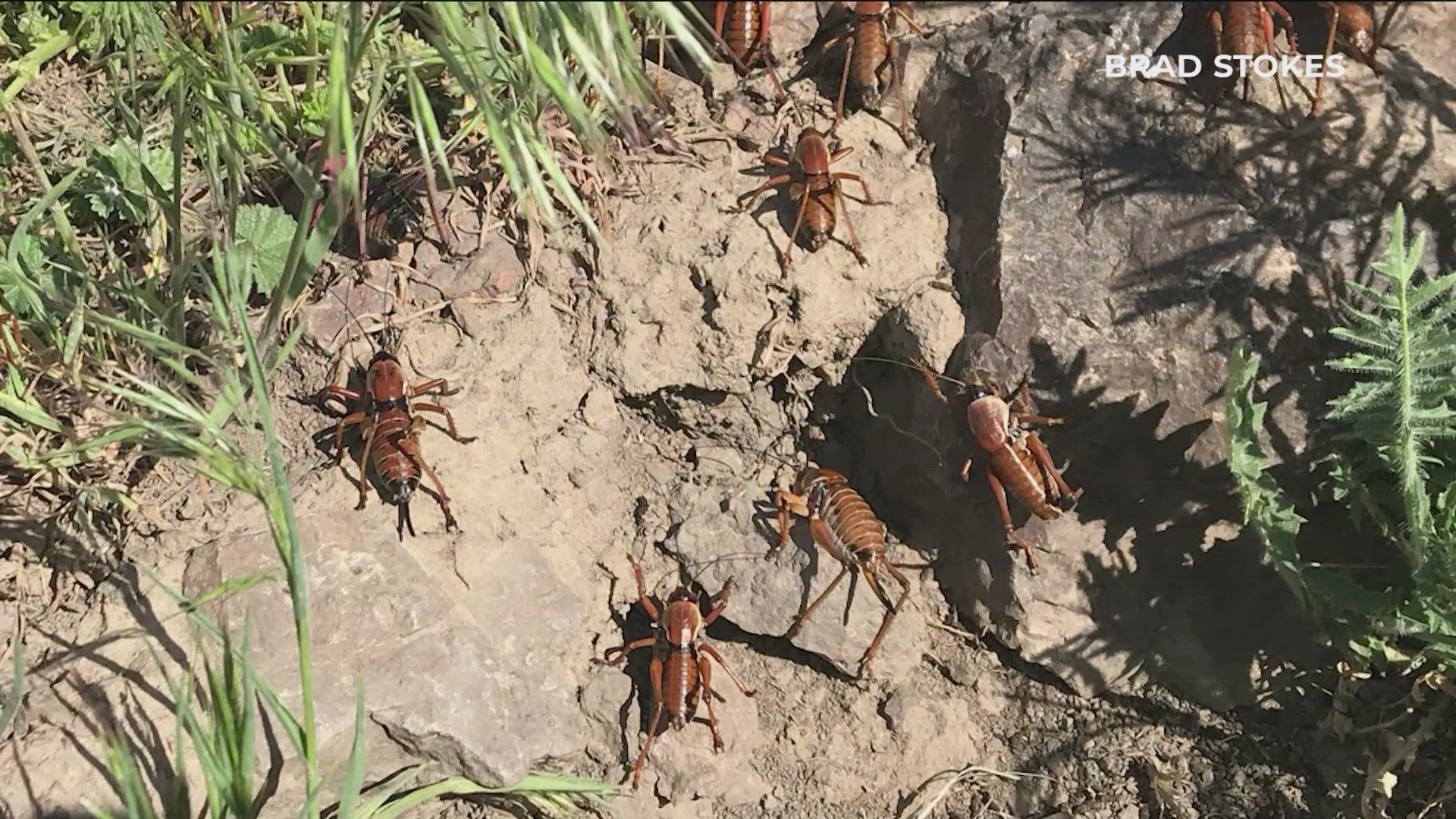 The 208: Summer signs include Mormon crickets on Idaho roads