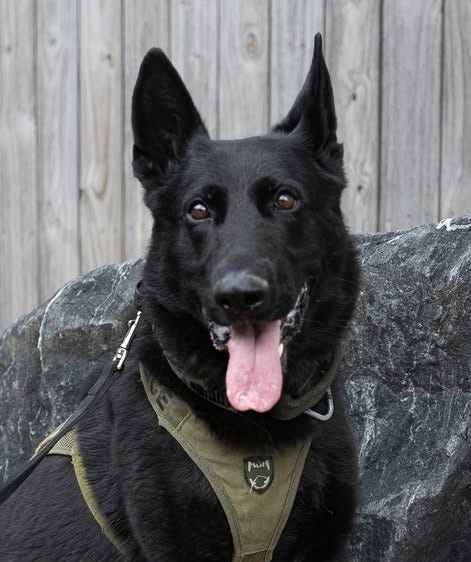 Chesterfield mourns legacy of police dog killed in the line of duty