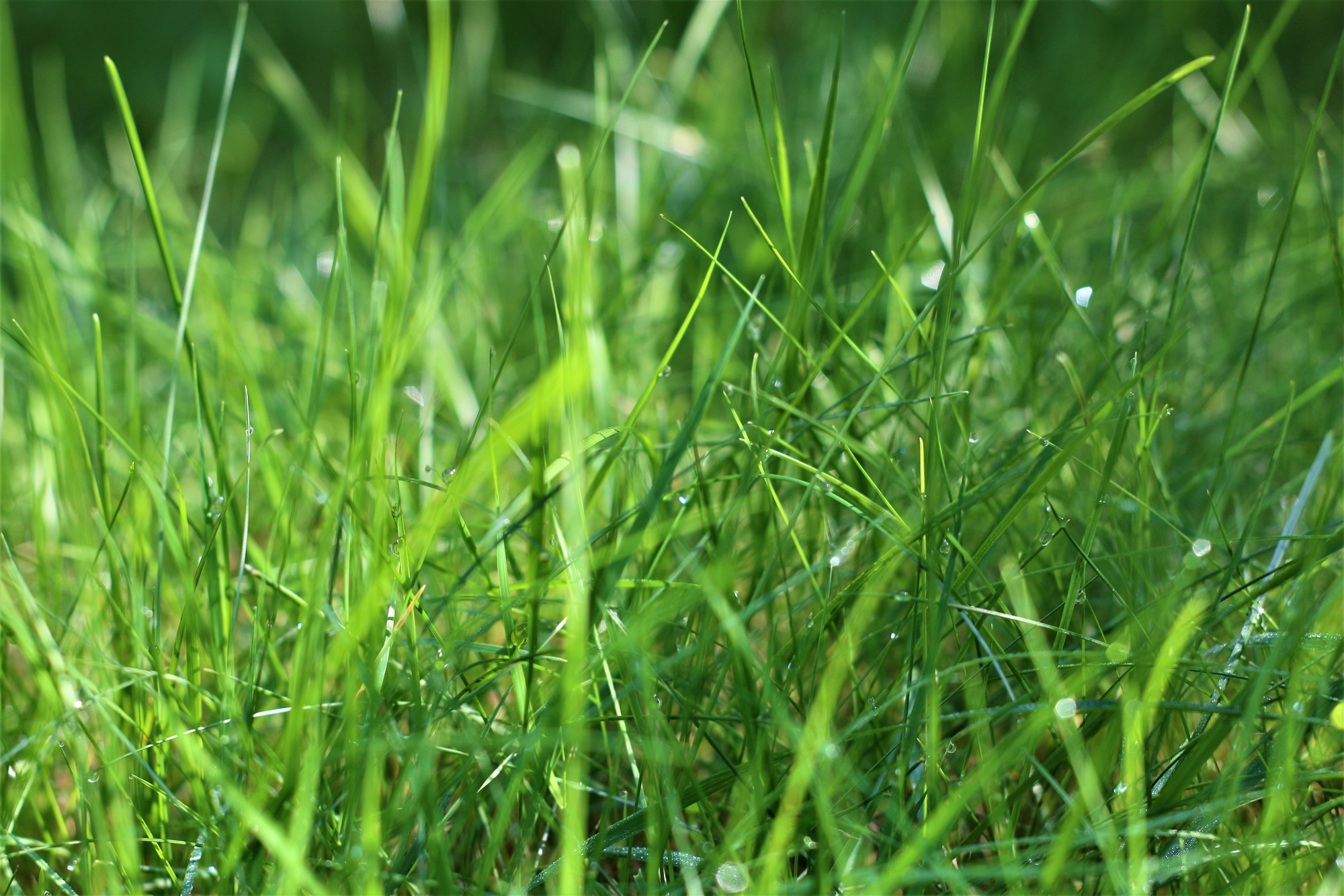 Why your lawn develops yellow streaks after a summer feed