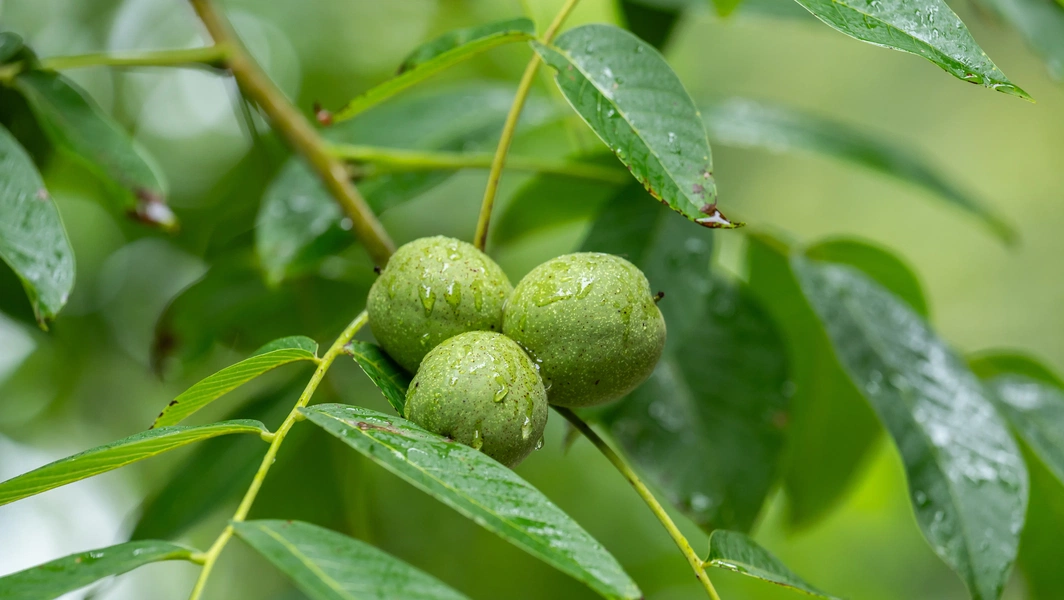 7 healthy nuts and 3 to limit or avoid