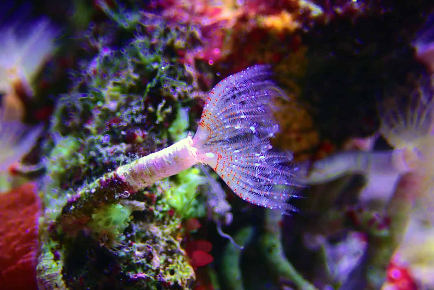 5 sea creatures scientists thought were extinct until they were found alive