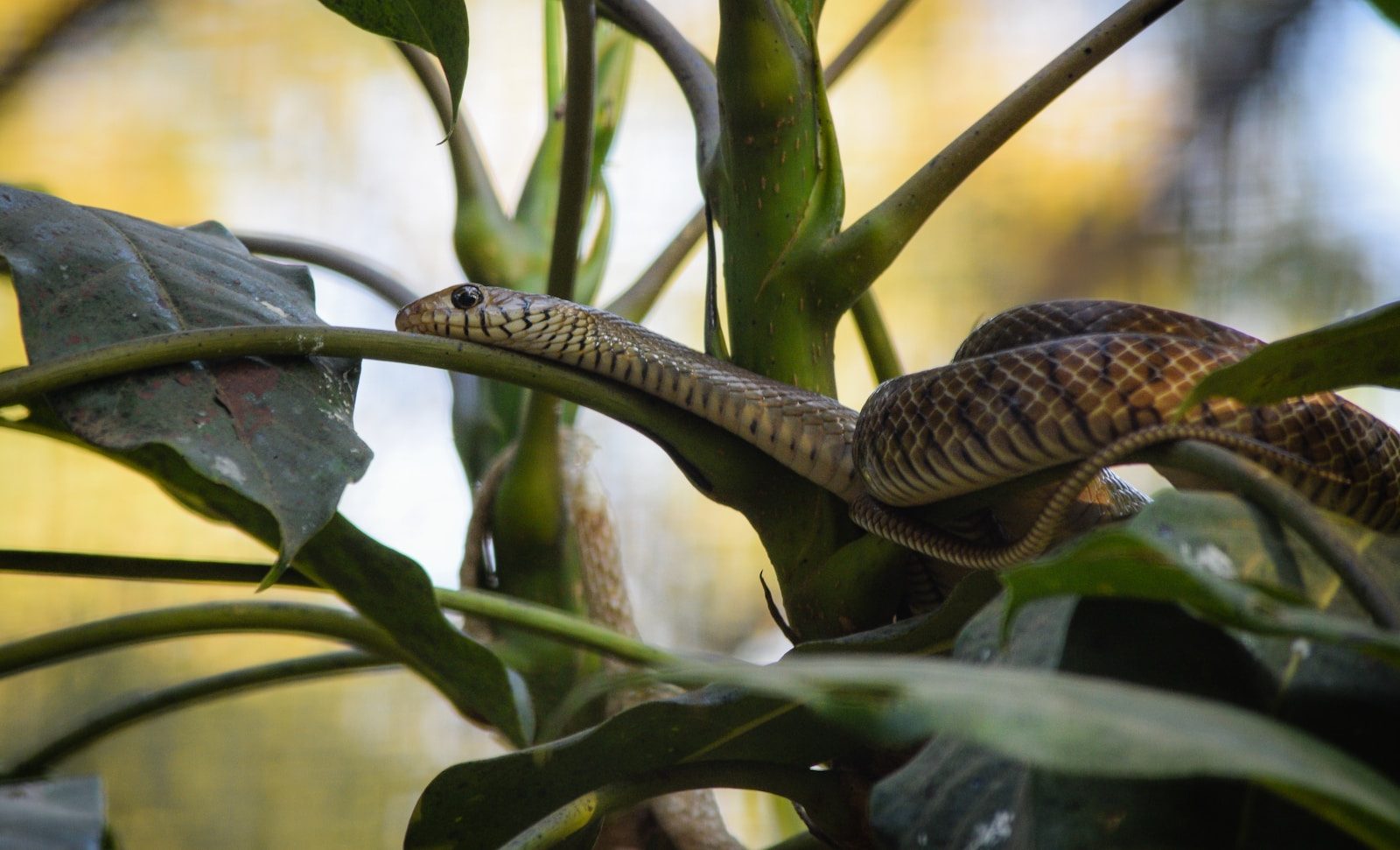 The first response experts recommend when you spot shed snake skin