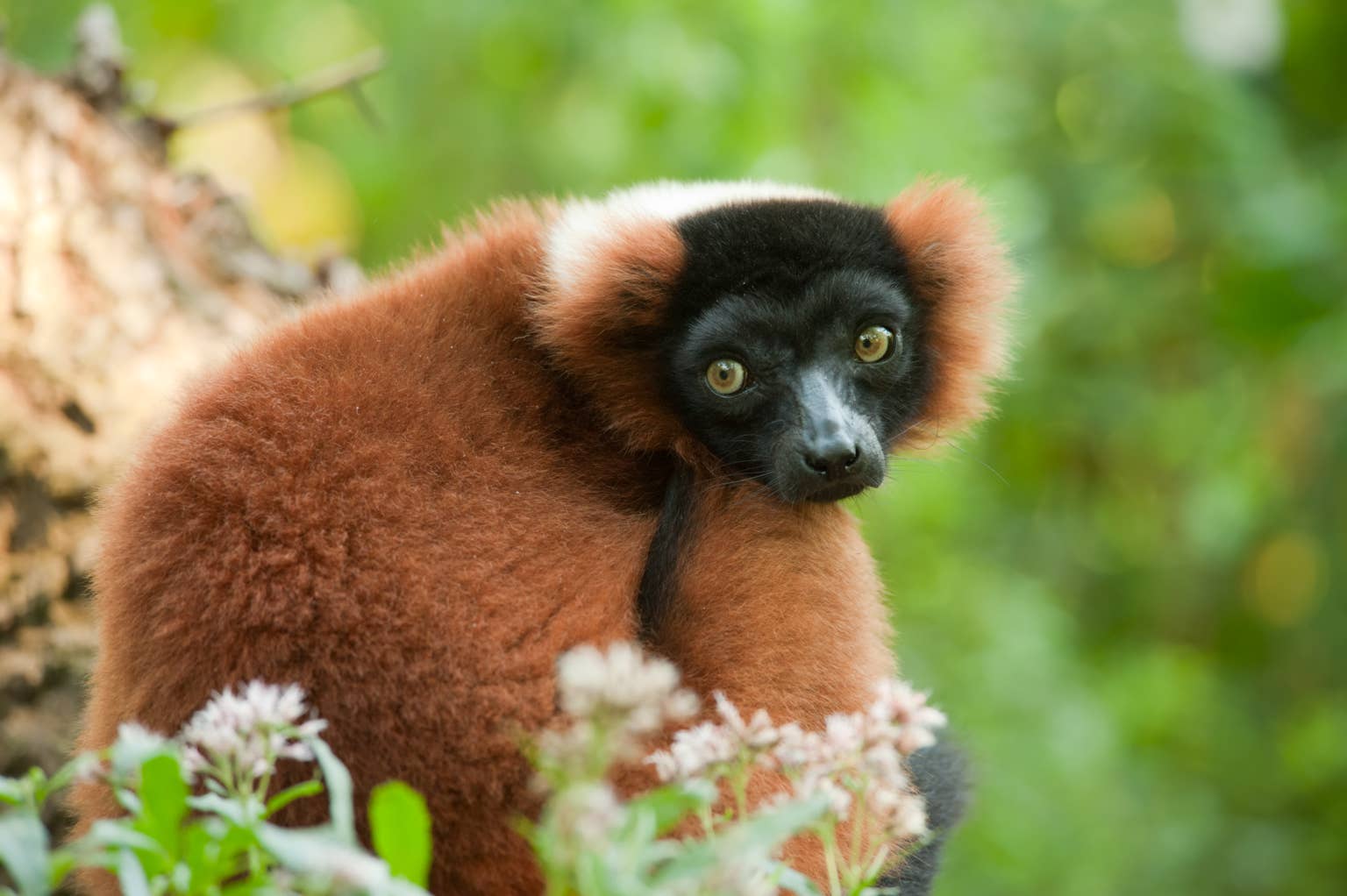 Wild Adventures Zoo celebrates birth of 3 endangered lemur triplets ...