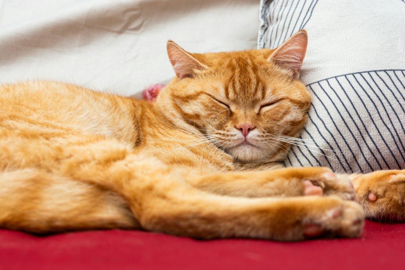 What sharing a bed with your cat does to your body