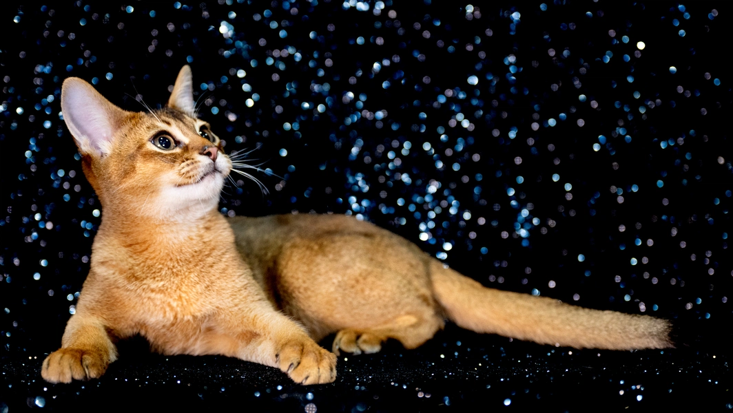 12 smartest and most playful cat breeds