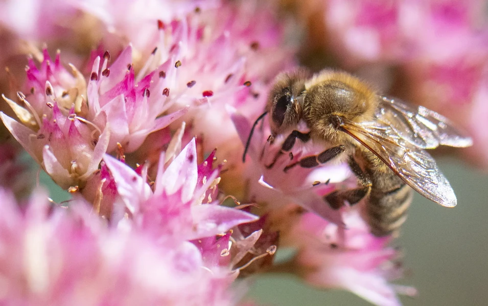 Heatwaves found to slash bee fertility, raising food supply risks