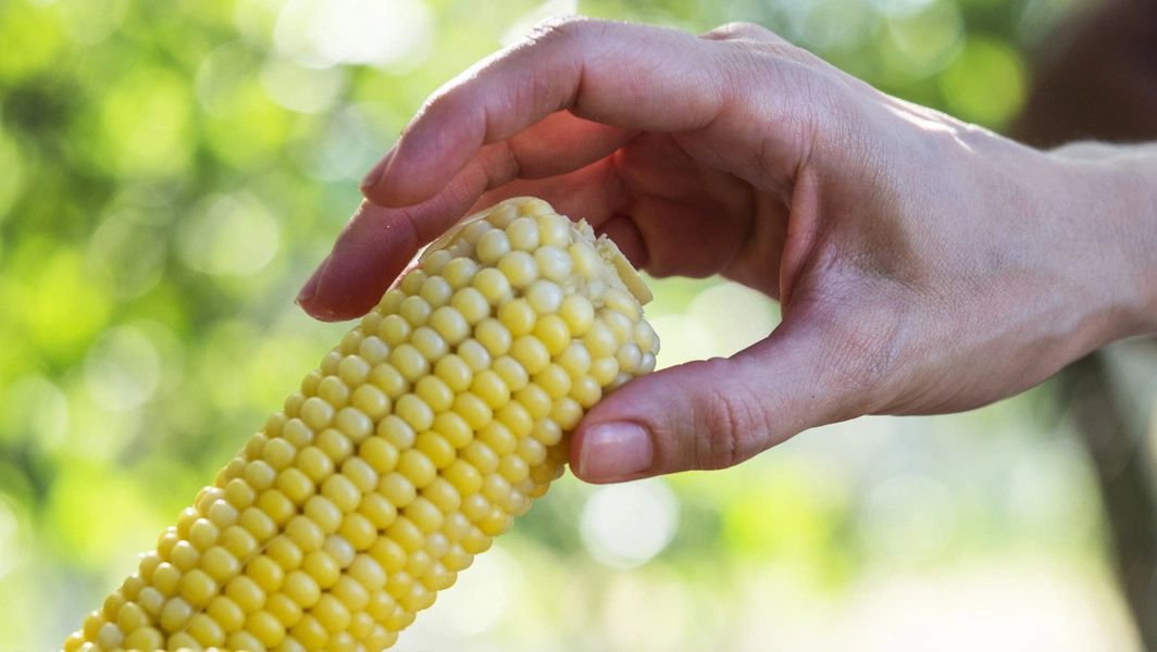 How to perfectly boil corn on the cob