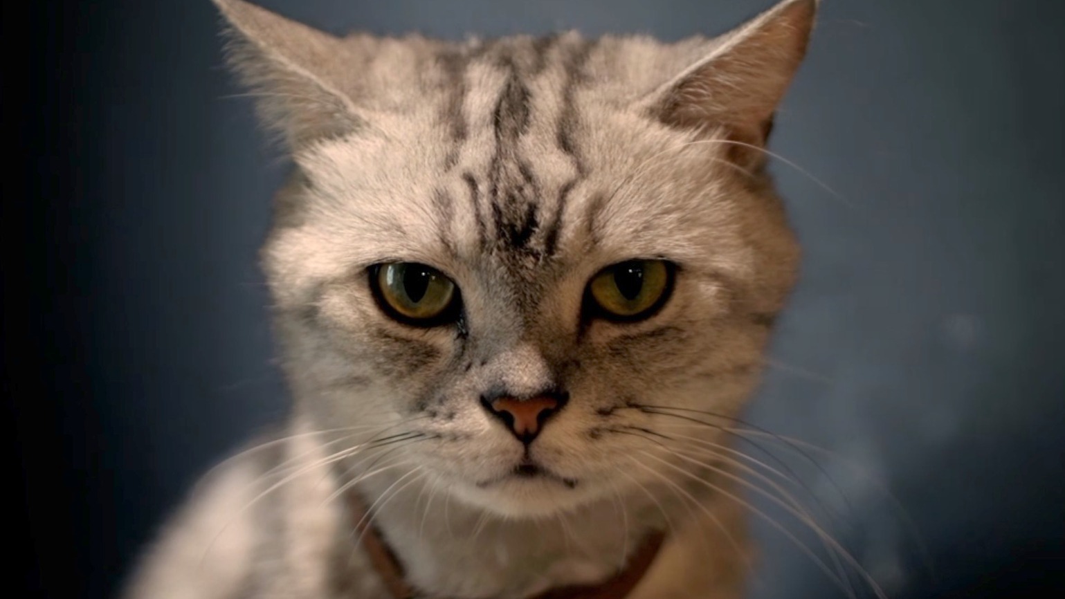 What your cat's triarchic psychopathy score means