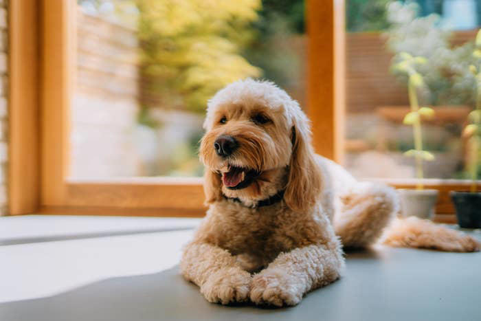 RSPCA warns dog owners of the worst way to cool them down