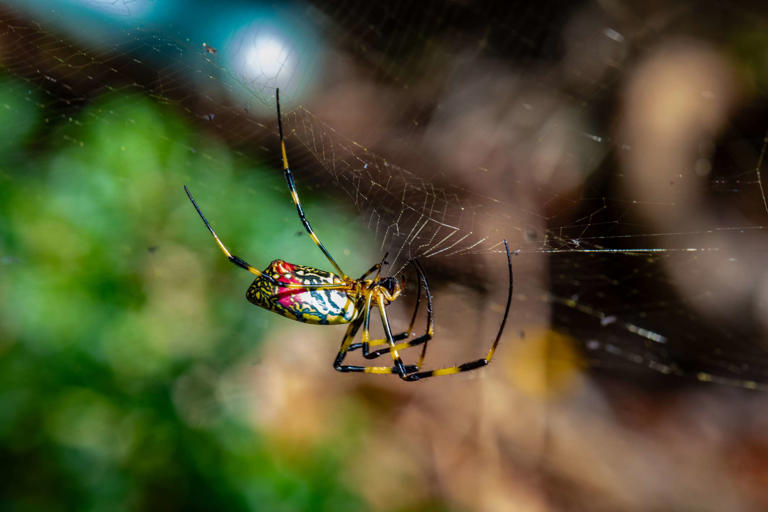 Should you worry about 'parachuting' spiders in your yard? What pest ...