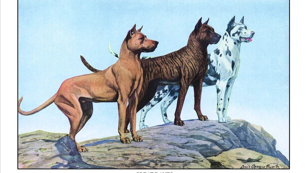 14 giant dog breeds with remarkable histories