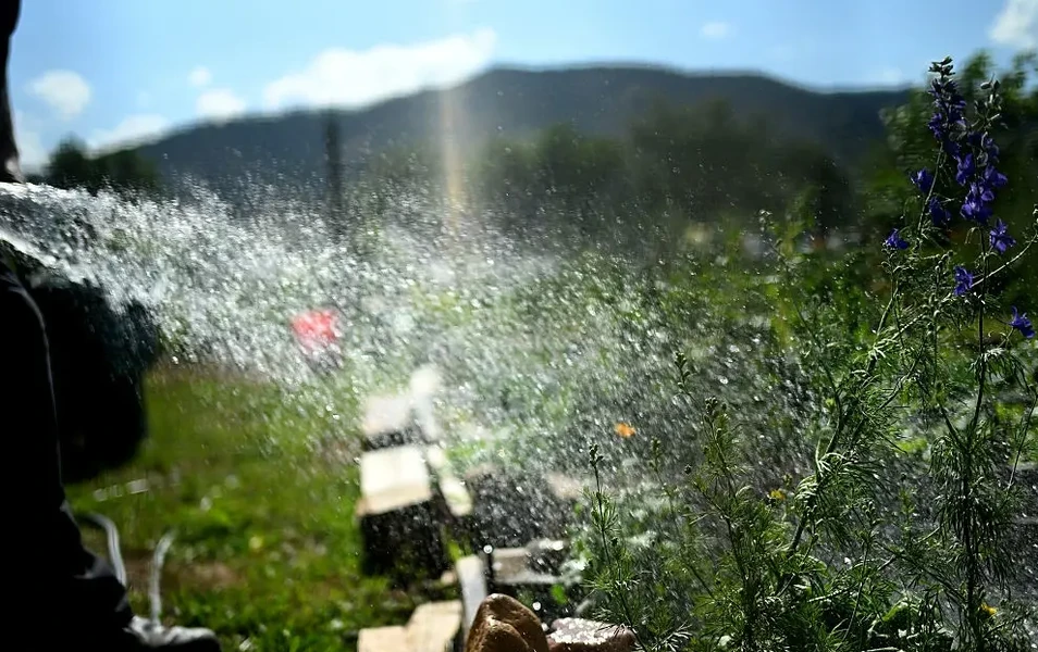 June planting tips for a thriving garden