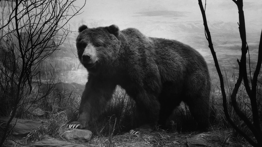 String of close bear encounters sparks safety reminders