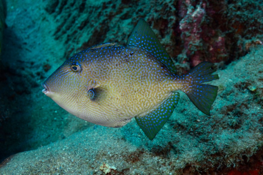 Gray triggerfish harvest closed in Mississippi