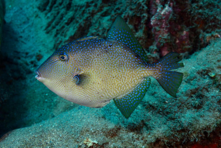 Gray triggerfish harvest closed in Mississippi