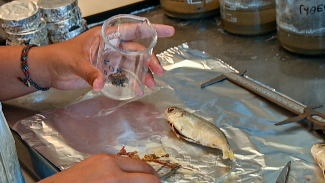 17 common foods and drinks containing microplastics
