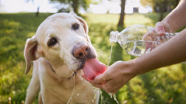 Comment protéger vos animaux pendant les périodes de forte chaleur
